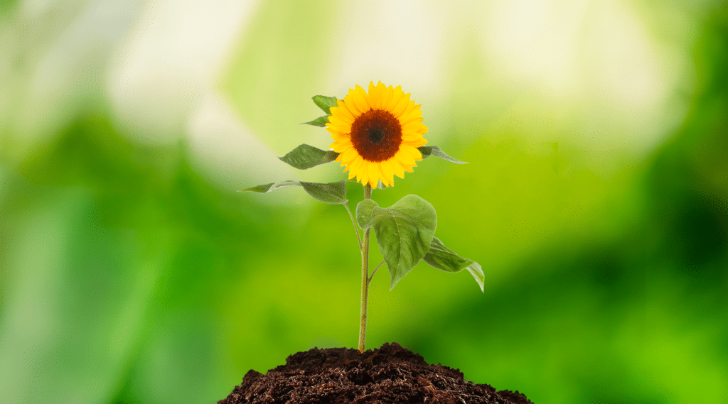 About Mekari (PT Mid Solusi Nusantara)